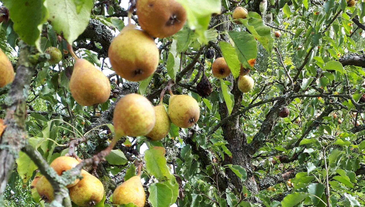 Obst in Beeden ist erntereif - Ortsvertrauensfrau Katrin Lauer lädt zum ...